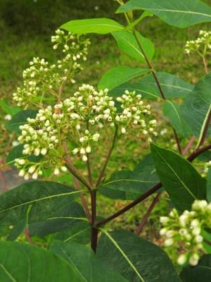Michigan Flora