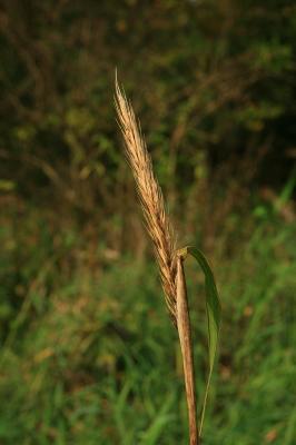 Michigan Flora