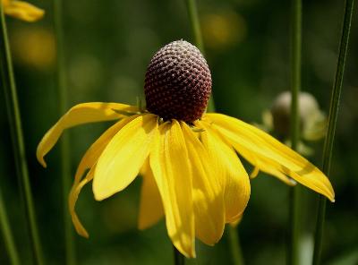 Michigan Flora