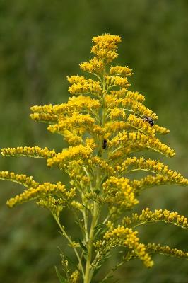 Michigan Flora