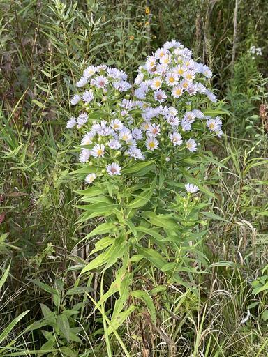 Michigan Flora