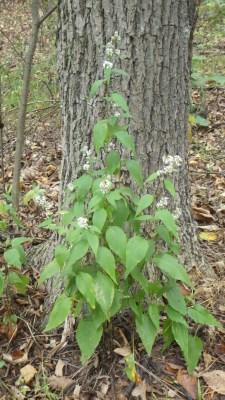 Michigan Flora